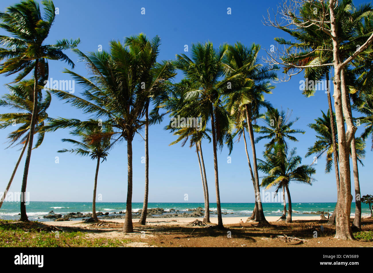 palm trees on the beach, chaung tha beach, myanmar (burma Stock Photo ...