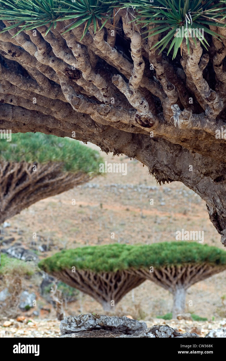 Dragon Blood Tree (Dracaena Cinnabari) on the plateau of Dixam, Socotra ...