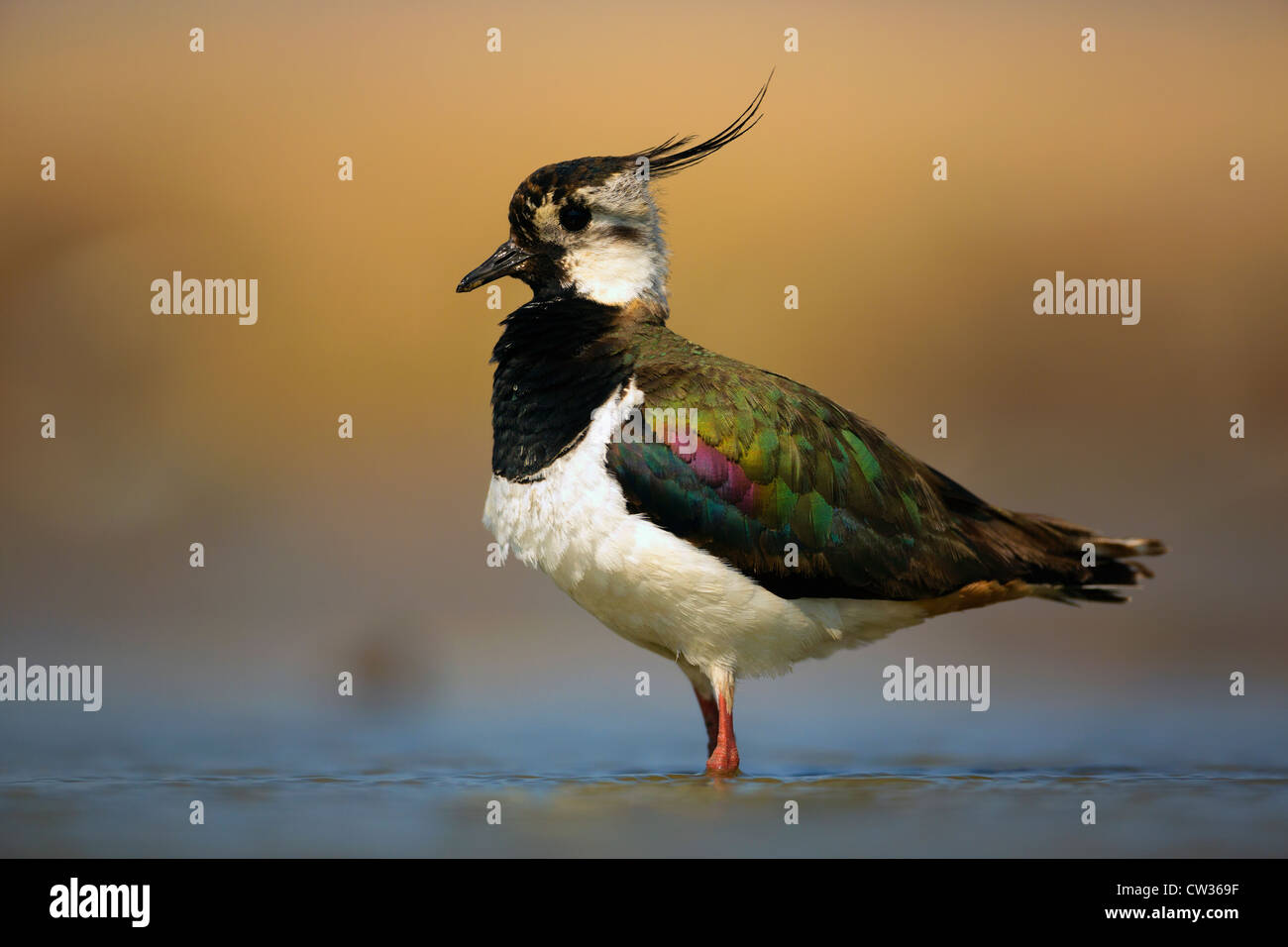 Lapwing image hi-res stock photography and images - Alamy