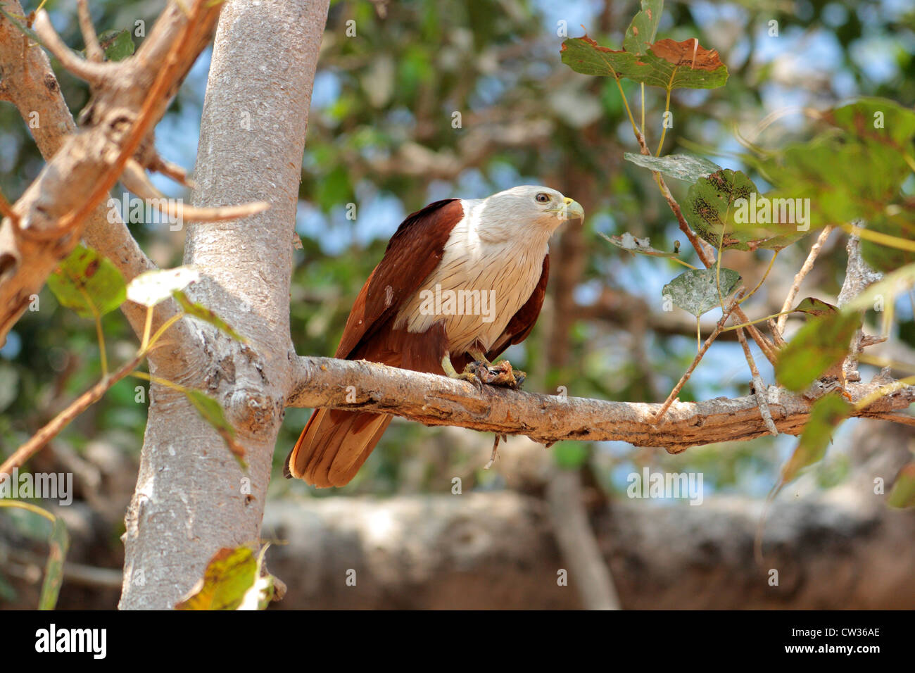 Brahminy Kite,(Haliastur indus), kerala, India Stock Photo - Alamy