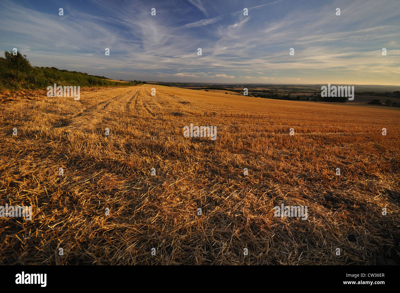 Cut corn in a UK field Stock Photo - Alamy