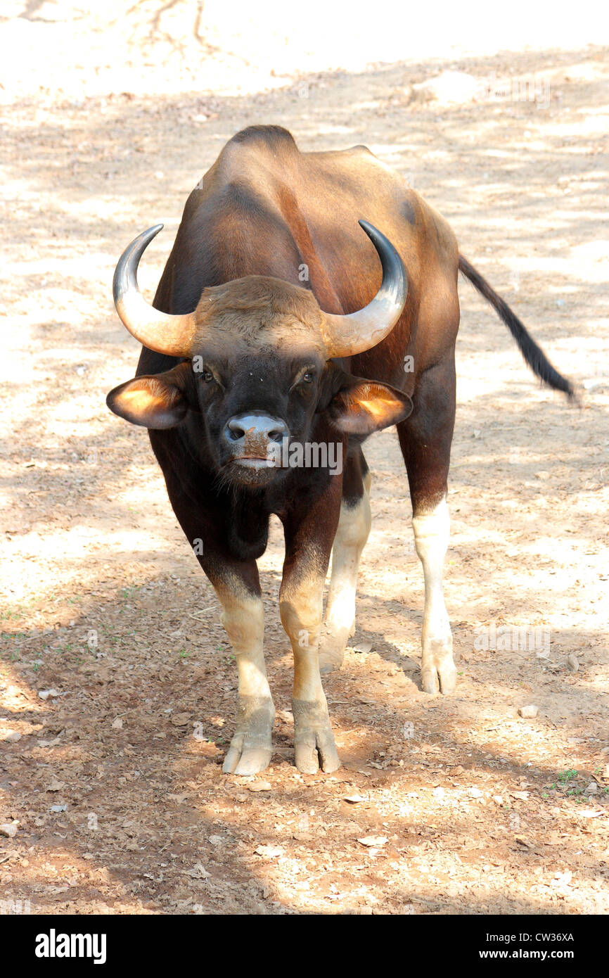 gaur, (Bos gaurus), Indian bison Stock Photo - Alamy