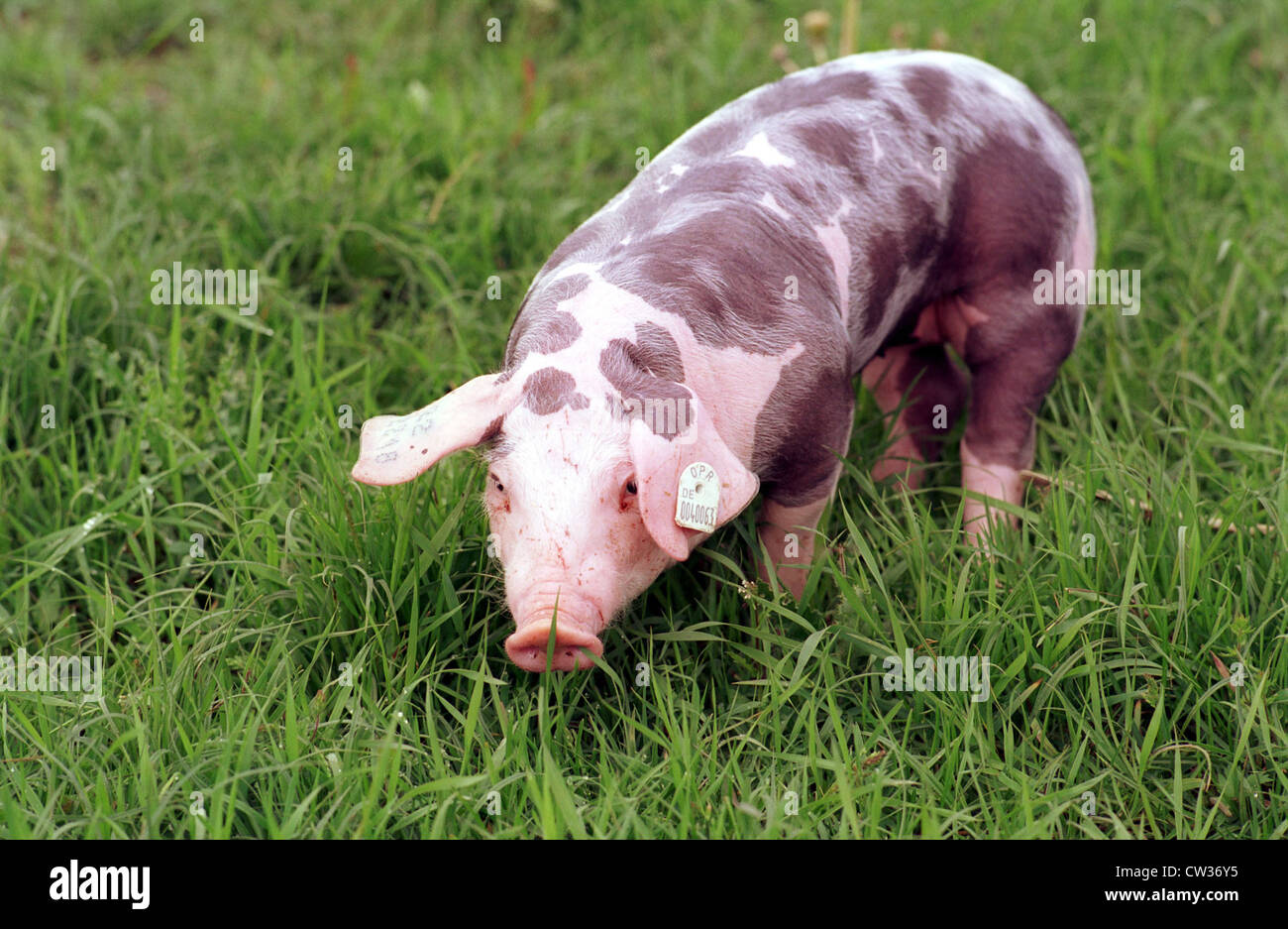 Pietrain piglets gluecksschwein hi-res stock photography and images - Alamy