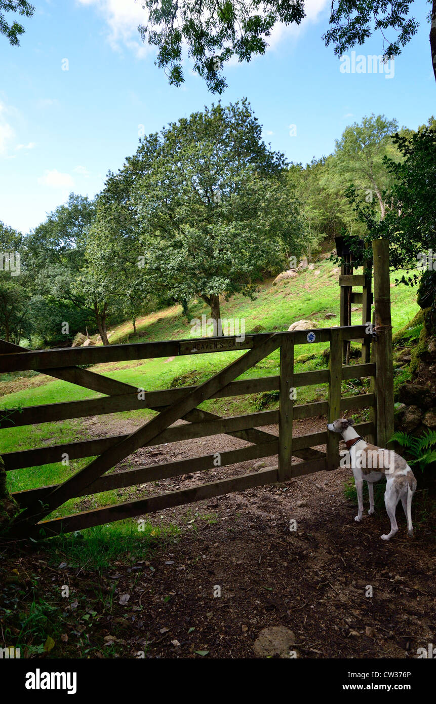 Dog waiting gate hi-res stock photography and images - Alamy