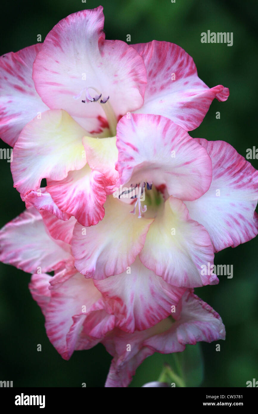 Gladiolus gladiolus communis flower hi-res stock photography and images ...