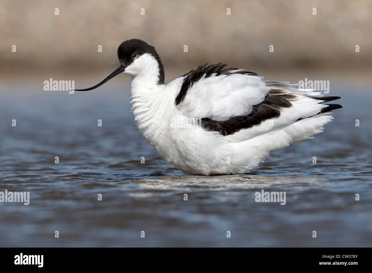 Avocet black and white hi-res stock photography and images - Alamy