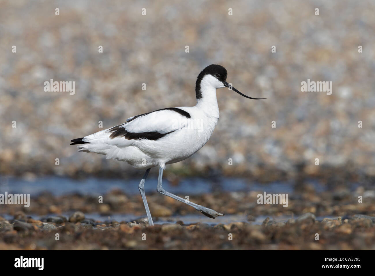 Avocet black and white hi-res stock photography and images - Alamy