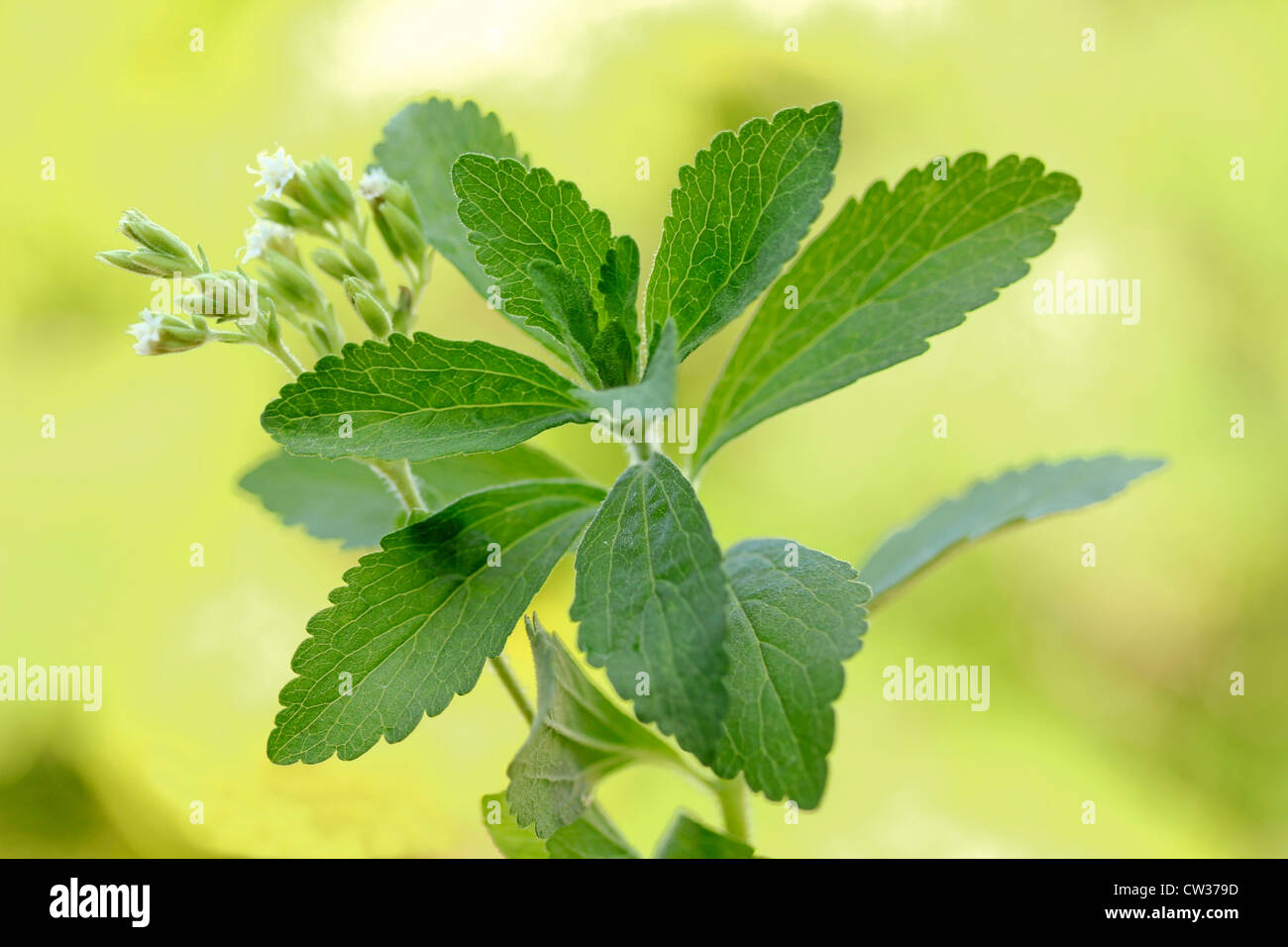 Stevia plants hi-res stock photography and images - Alamy