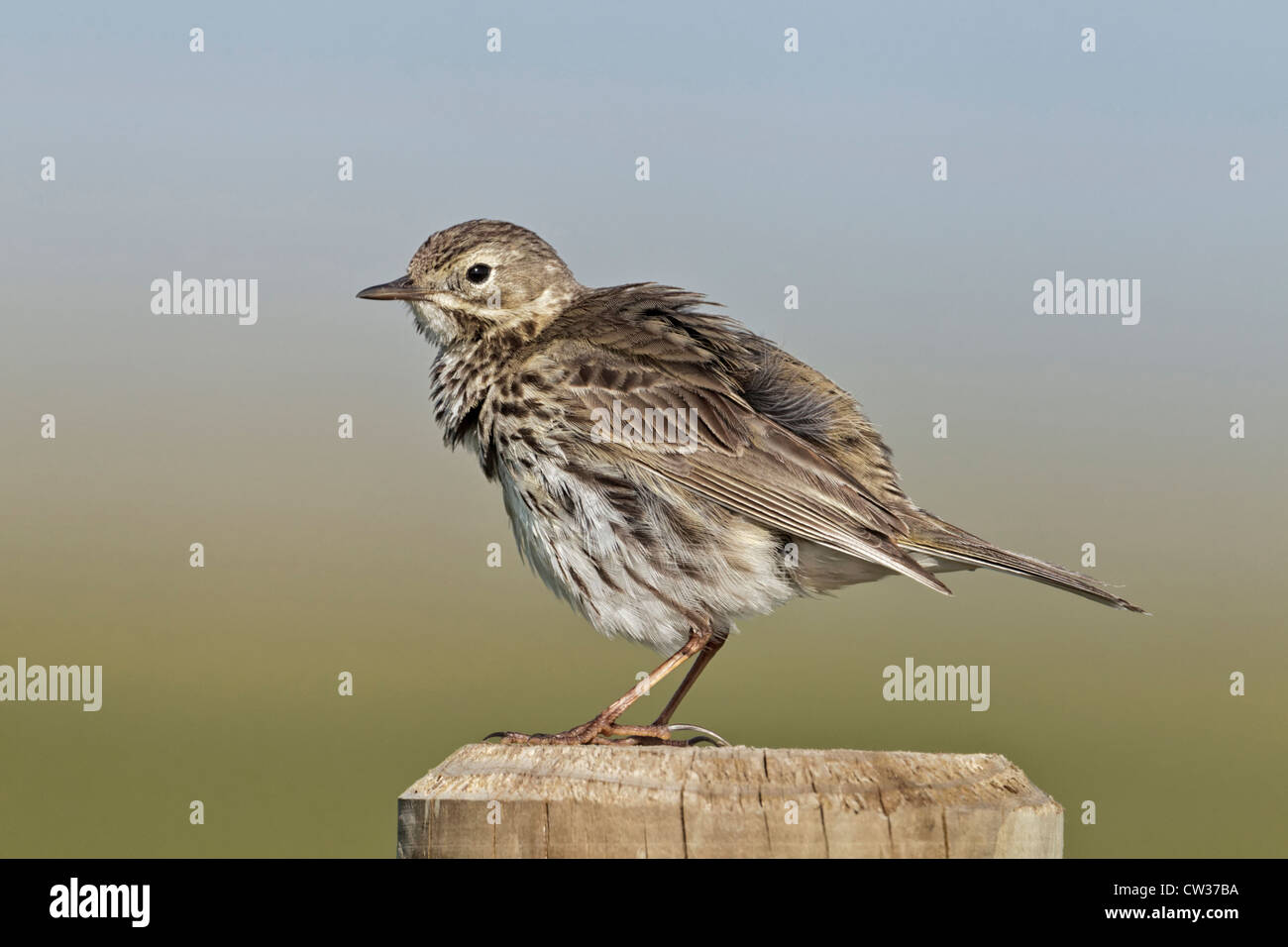 Ruffling feathers hi-res stock photography and images - Alamy