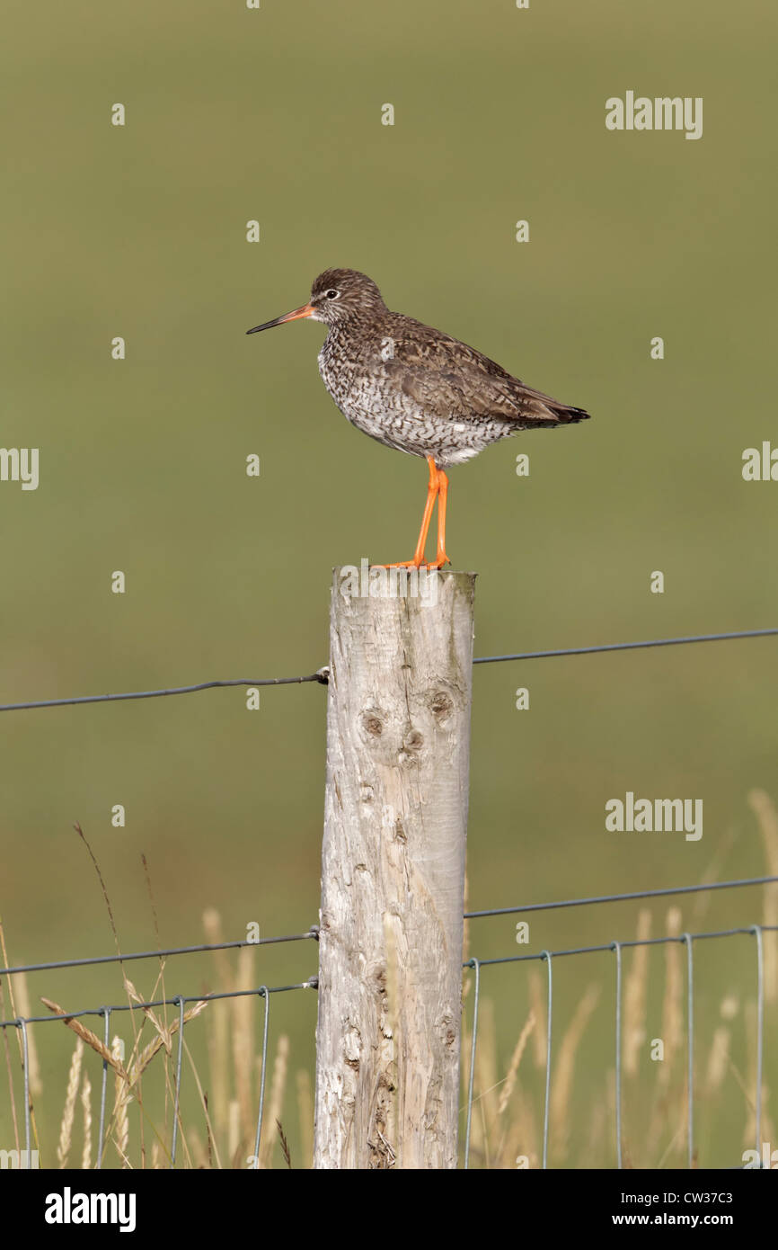 Sentry alert hi-res stock photography and images - Alamy