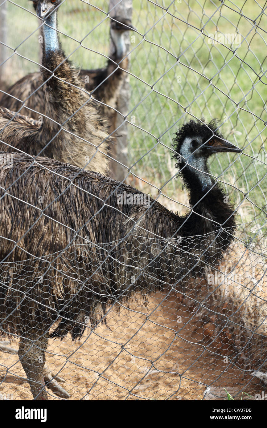 Emu farming Andhra Pradesh South India Stock Photo - Alamy