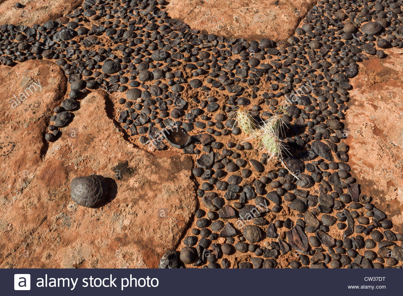Concretion High Resolution Stock Photography and Images - Alamy