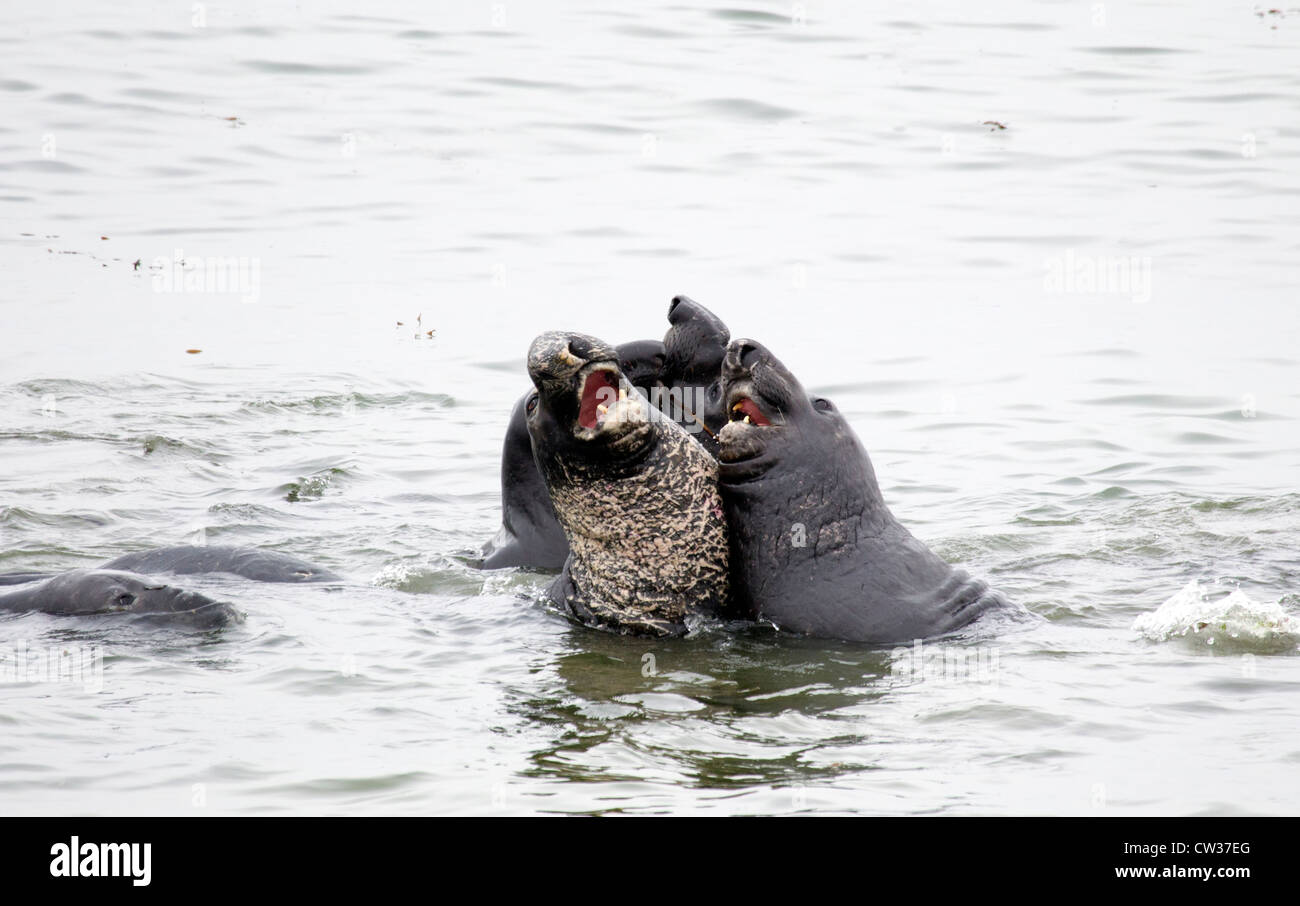 Four seals hi-res stock photography and images - Alamy