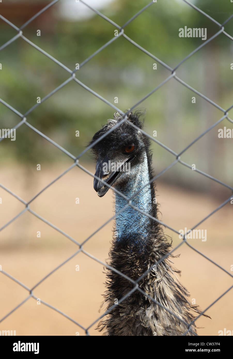 Emu farming Andhra Pradesh South India Stock Photo - Alamy