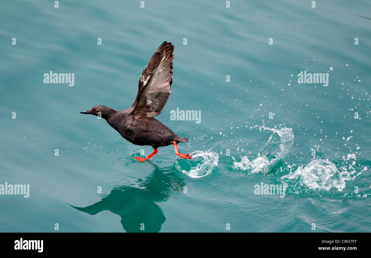 Pigeon taking off hi-res stock photography and images - Alamy