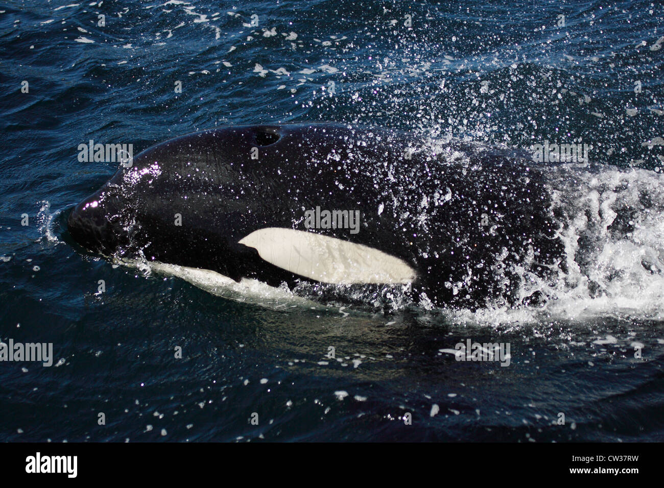Killer Whale Orcinus orca off Mousa RSPB reserve, Shetland Islands ...
