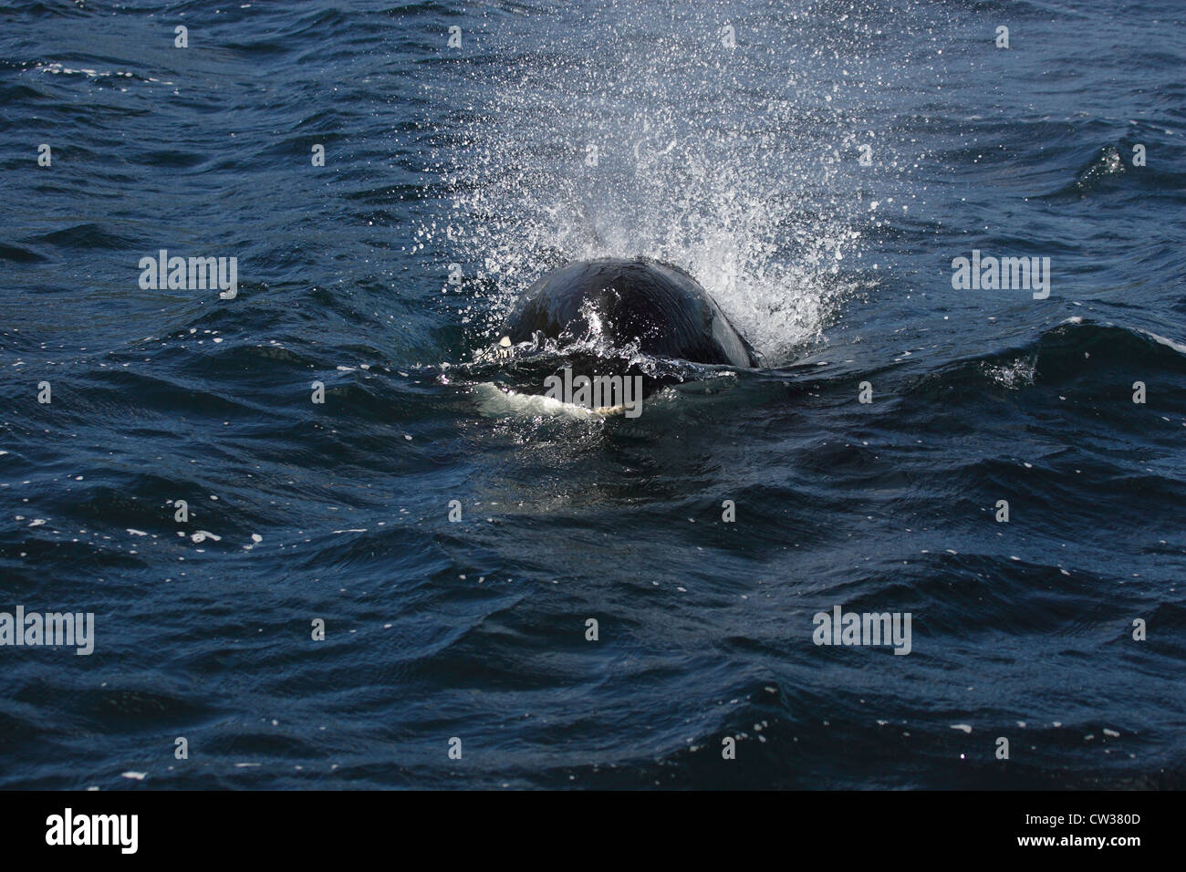 Killer Whale Orcinus orca off Mousa RSPB reserve, Shetland Islands ...