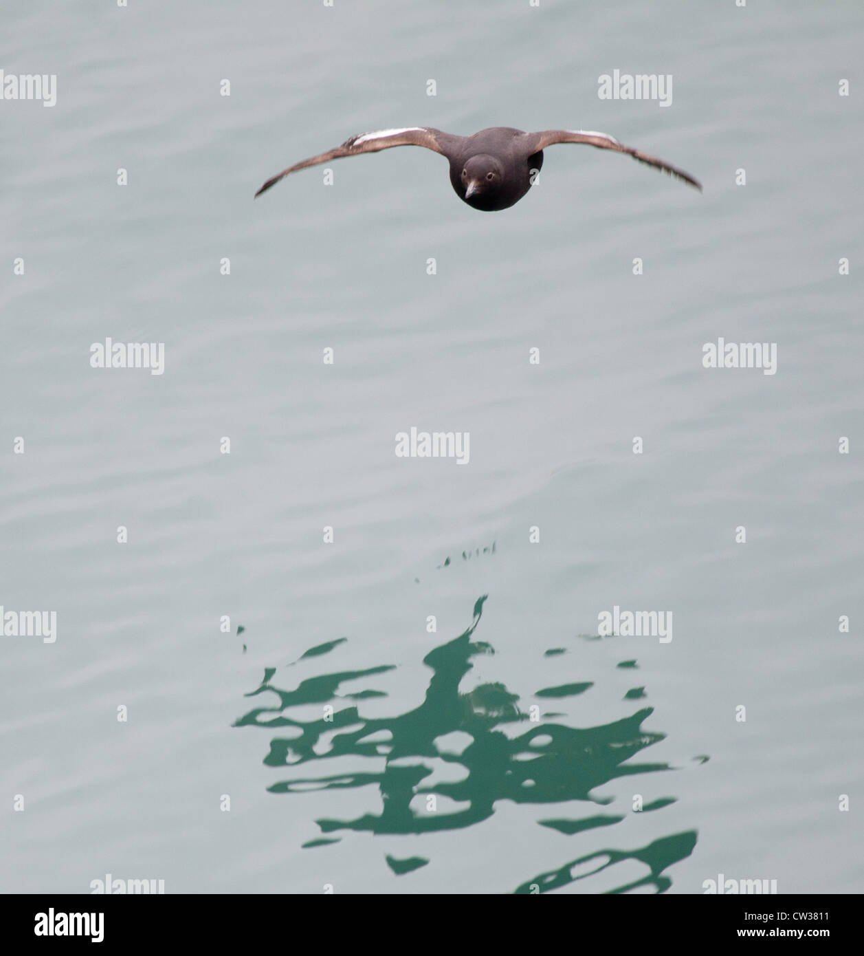 Pigeon guillemot in flight hi-res stock photography and images - Alamy