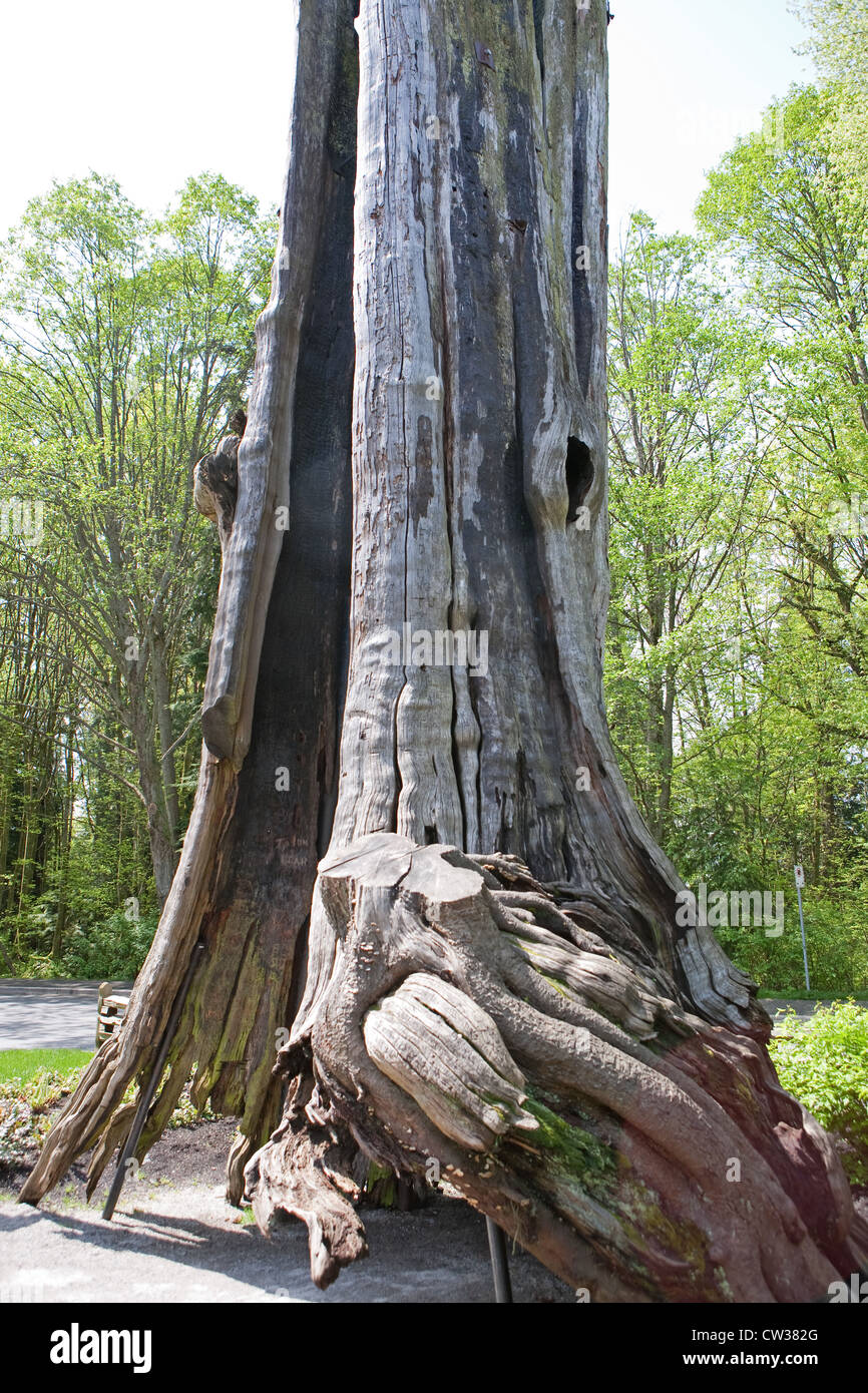 Hollow tree in Stanley Park Vancouver British Columbia Canada Stock ...