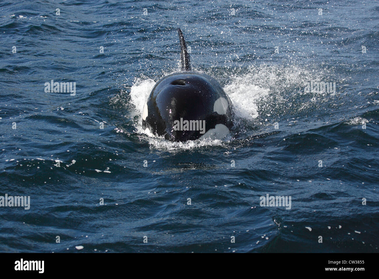 Killer Whale Orcinus orca off Mousa RSPB reserve, Shetland Islands ...