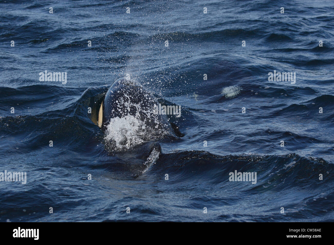 Killer Whale Orcinus orca off Mousa RSPB reserve, Shetland Islands ...