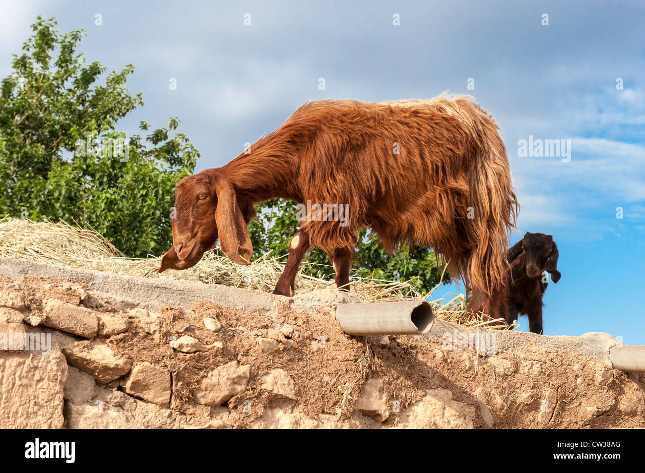 Mesopotamia Animals High Resolution Stock Photography and Images - Alamy