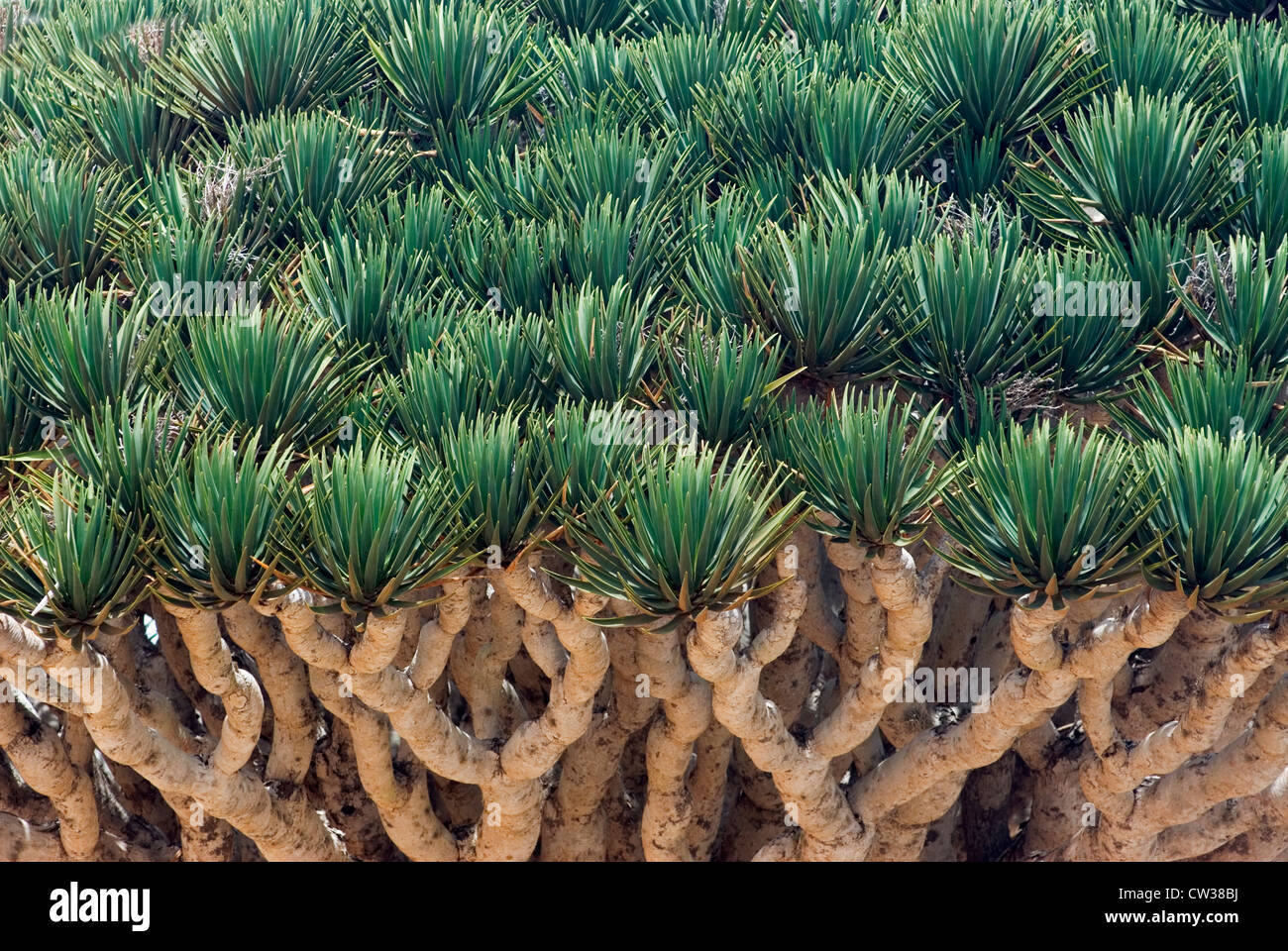 Dragon Blood Tree (Dracaena Cinnabari), on the plateau of Dixam ...