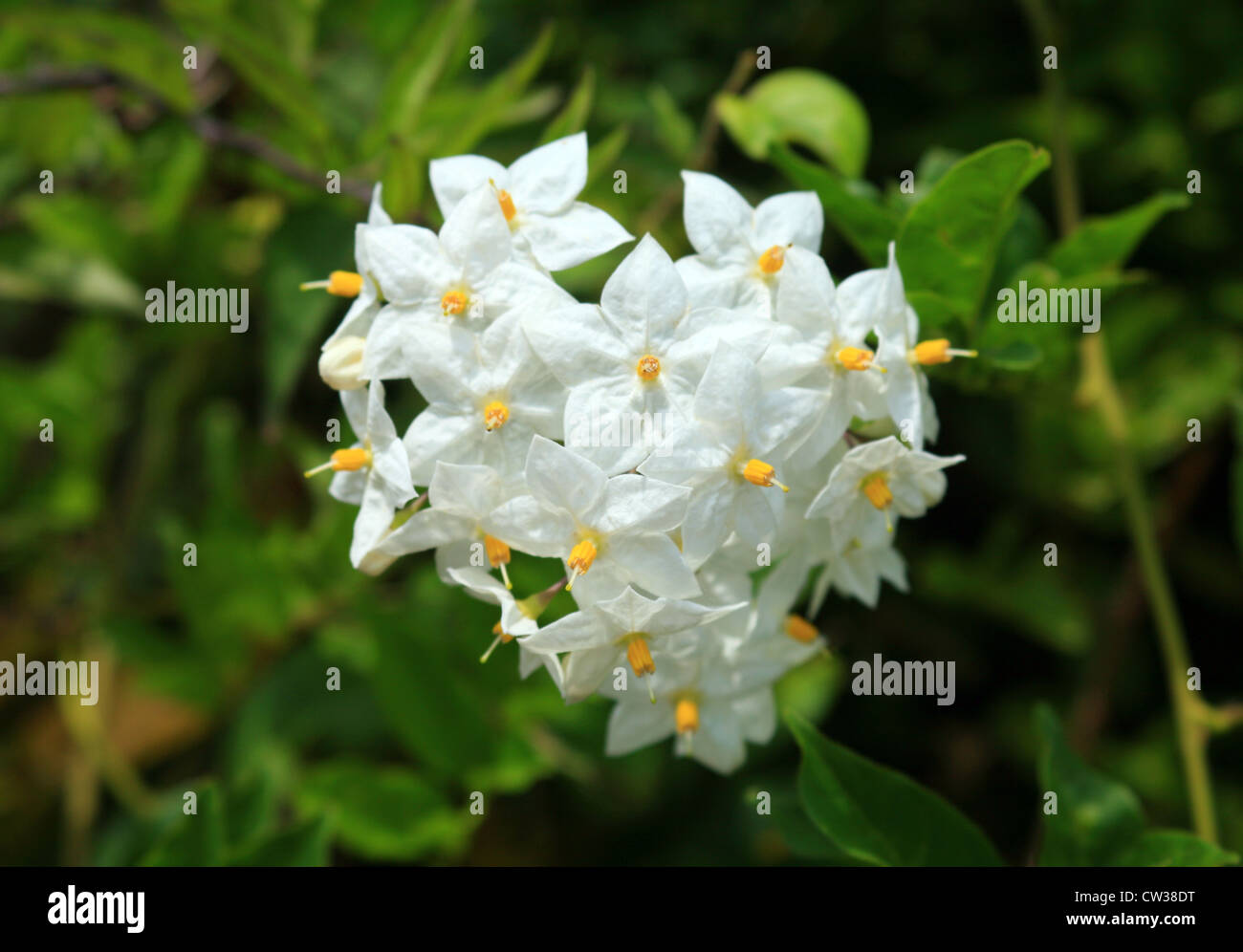 White flowers, Avenue du General de Gaulle, Ile d'Arz, Golfe de ...