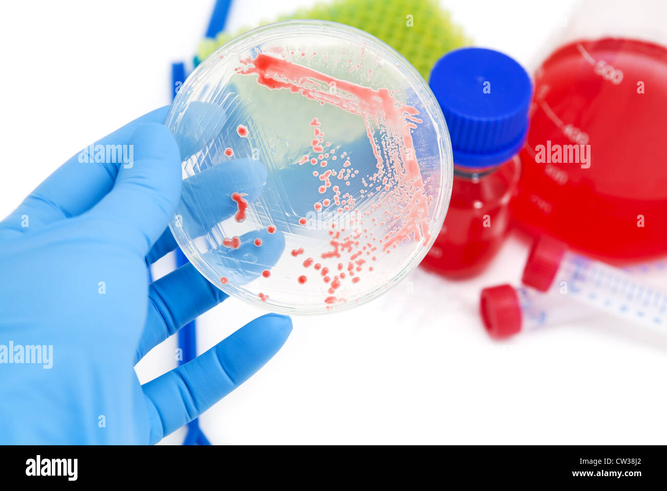 microorganisms on agar plate in laboratory on white Stock Photo - Alamy