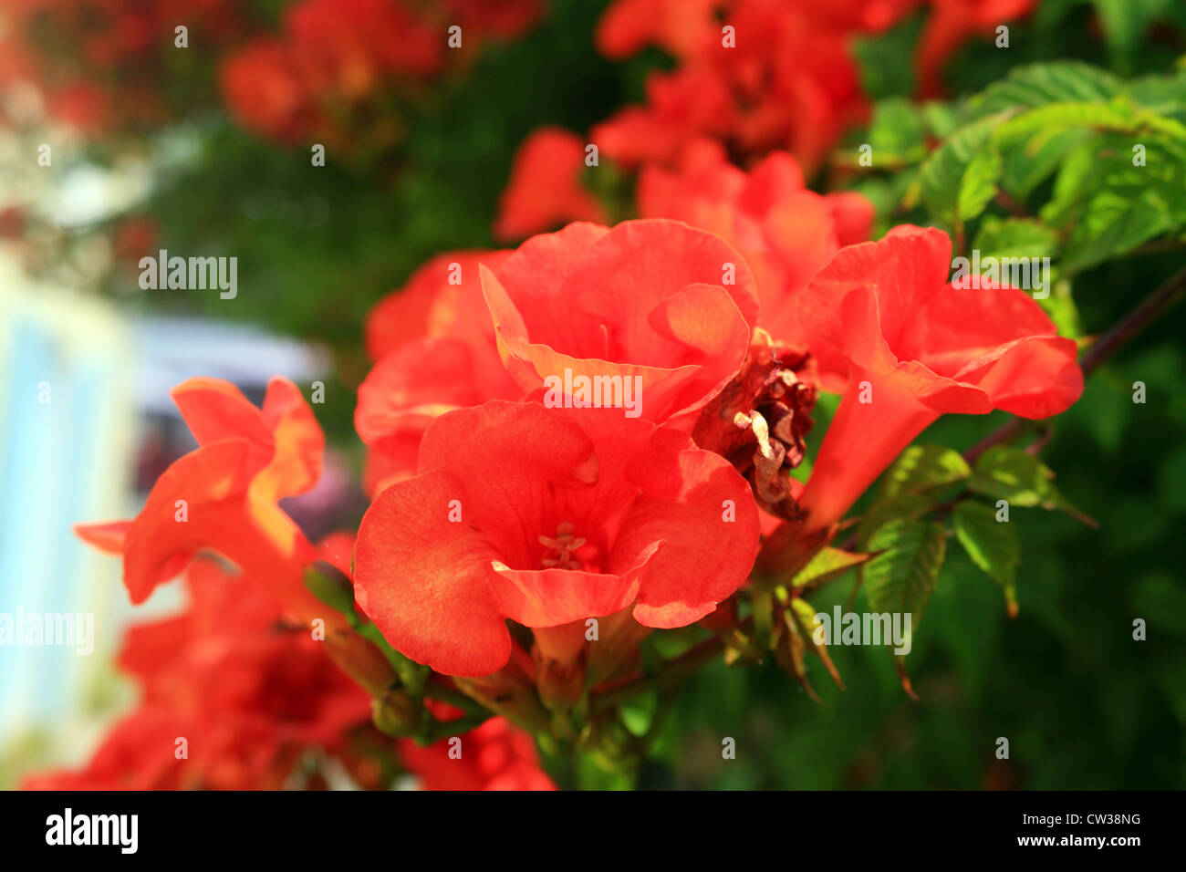Red flowers, Rue de lAngelus, Ile d'Arz, Golfe du Morbihan, Morbihan ...