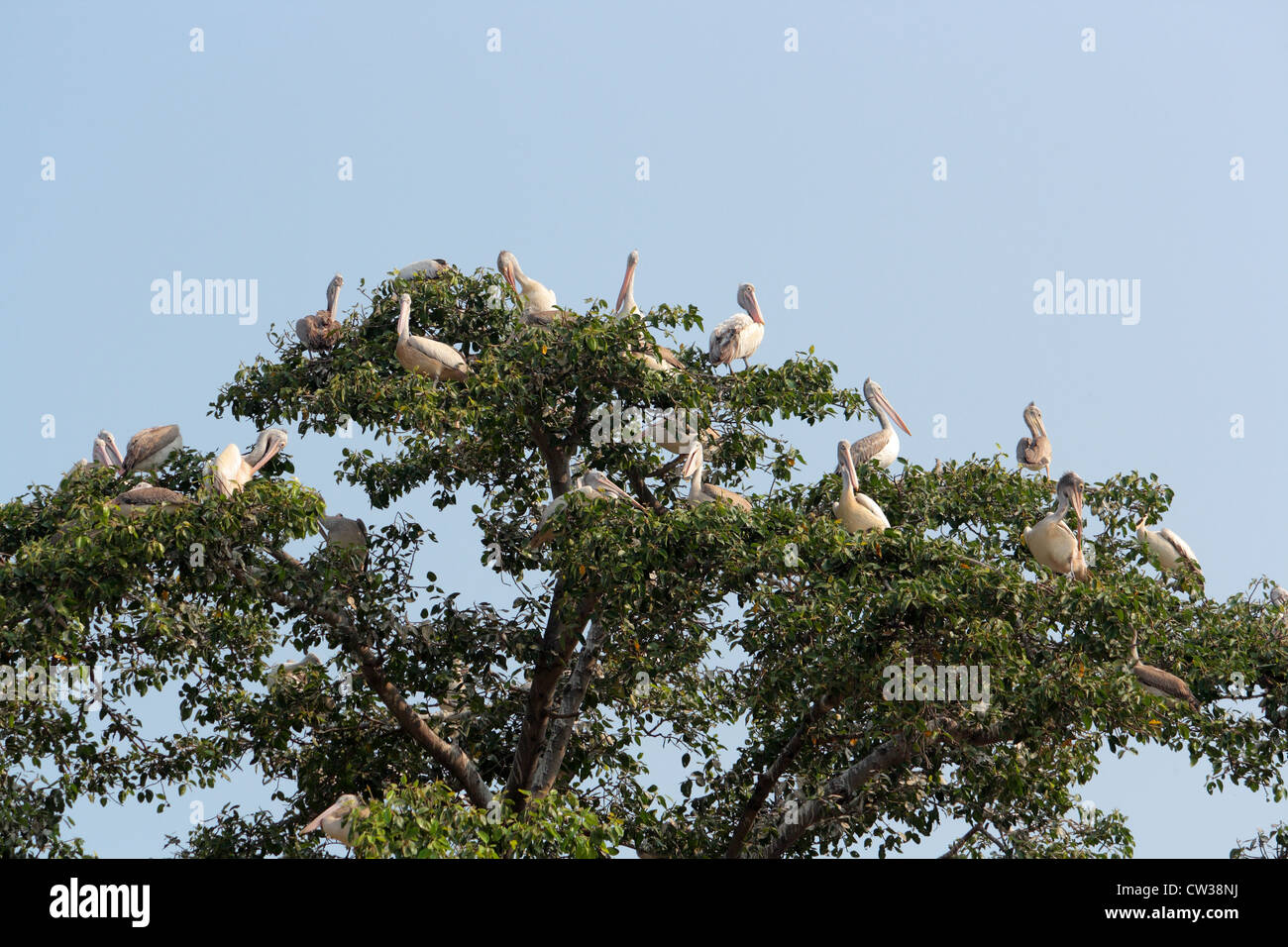 Spot-billed Pelicans or Grey Pelicans (Pelecanus philippensis ...
