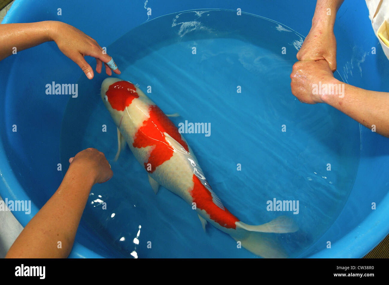 Biggest Koi In The World