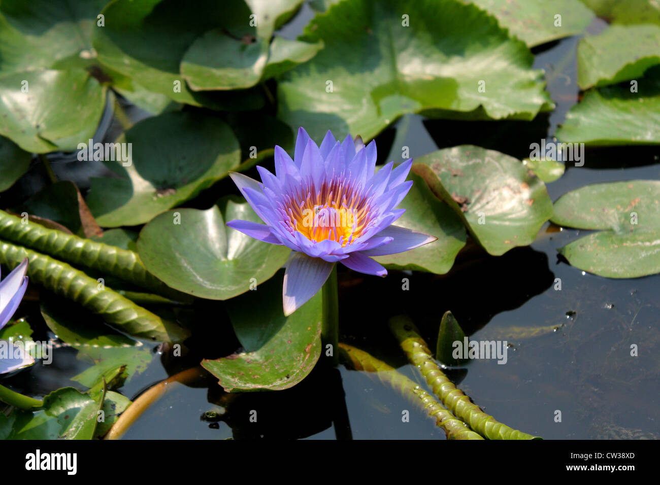 Water-lily, star lotus, India Stock Photo - Alamy
