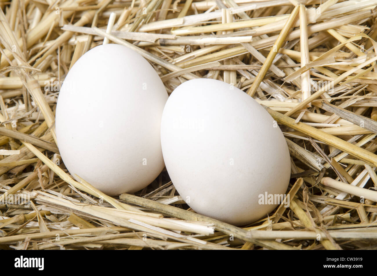 two eggs with a white shell lie in the straw Stock Photo - Alamy