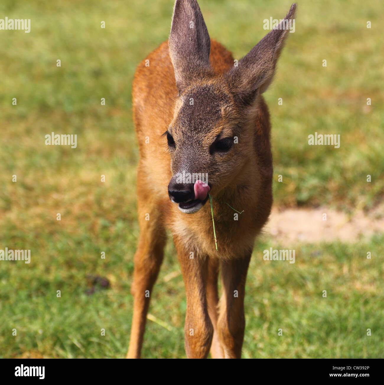 portrait of a roe deer baby eating grass Stock Photo - Alamy