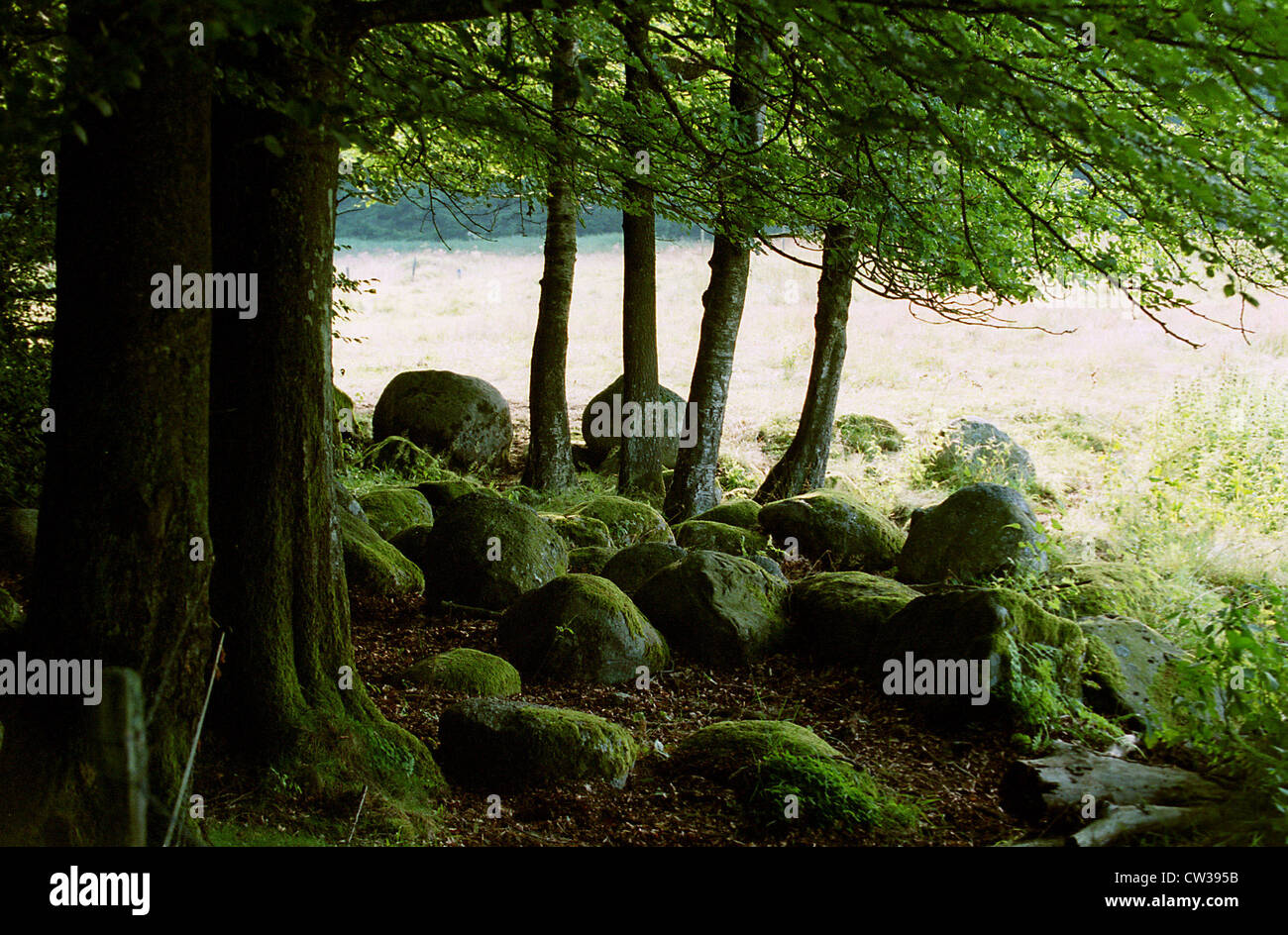 Forest at Kivik, Sweden Stock Photo - Alamy