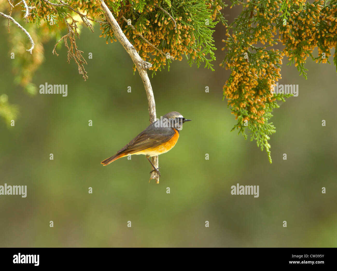 Redstart Phoenicurus samamisicus eastern race Male perched Stock Photo ...