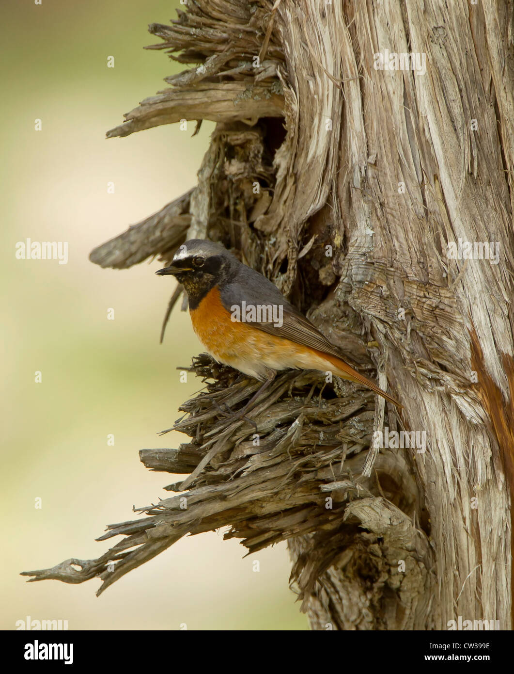 Redstart Phoenicurus samamisicus eastern race Male perched Stock Photo ...