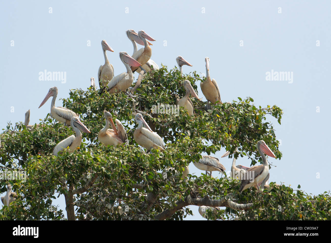 Spot-billed Pelicans or Grey Pelicans (Pelecanus philippensis ...