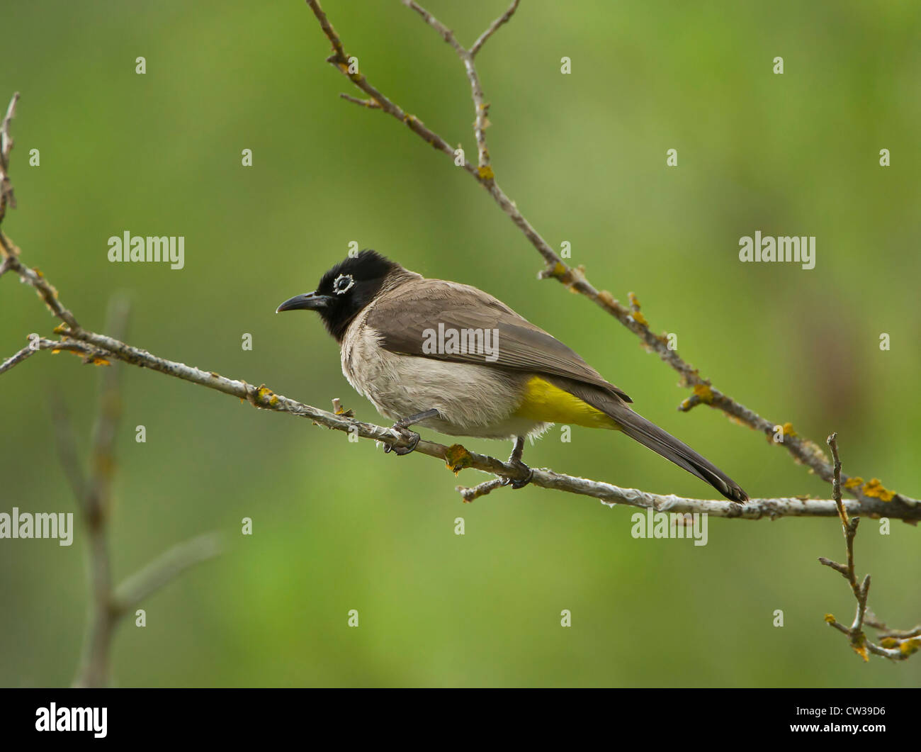 Spectacled Bulbul Pycnonotus xanthopygos also called yellow vented ...