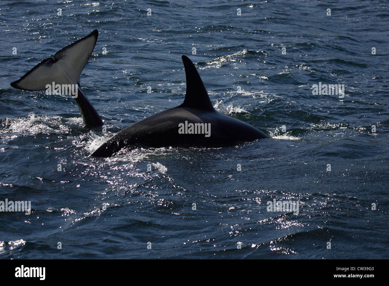 Killer Whales Orcinus orca off Mousa RSPB reserve, Shetland Islands ...