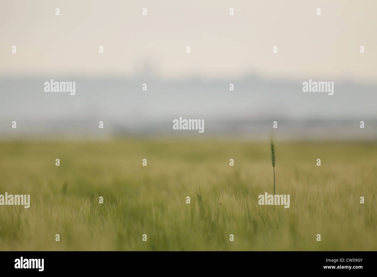 wheat field Photographed in Israel Stock Photo - Alamy