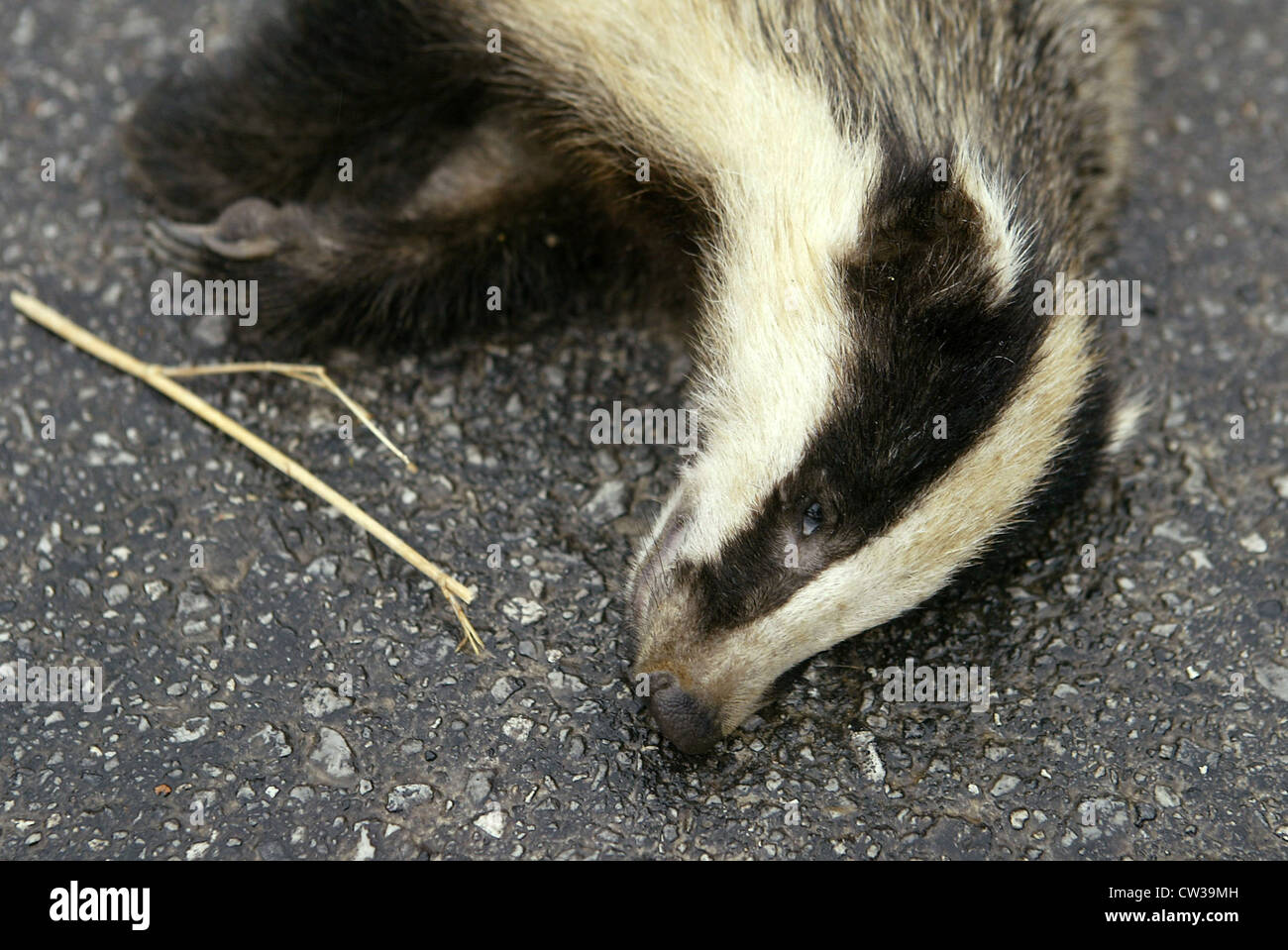 Accidental dead hi-res stock photography and images - Alamy