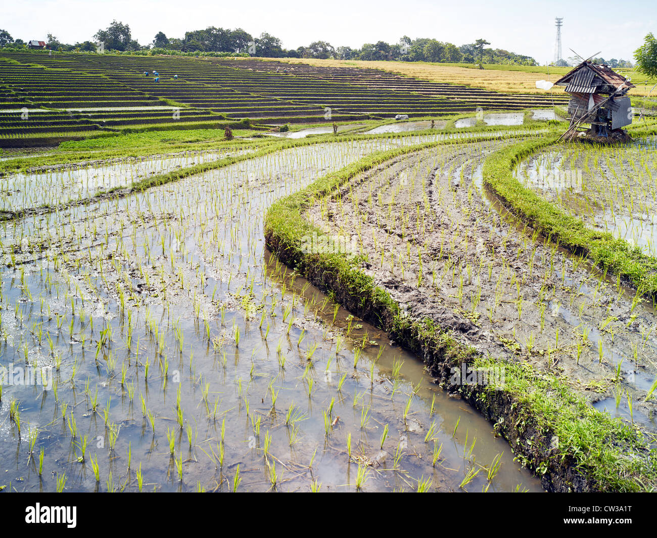 Subak bali hi-res stock photography and images - Alamy