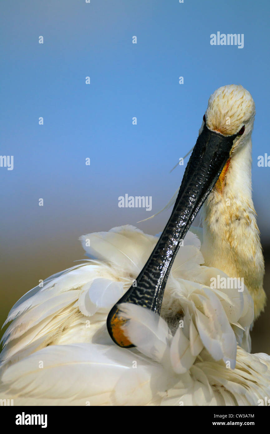 Eurasian spoonbill(Platalea leucorodia) preening feathers.Hungry Stock ...