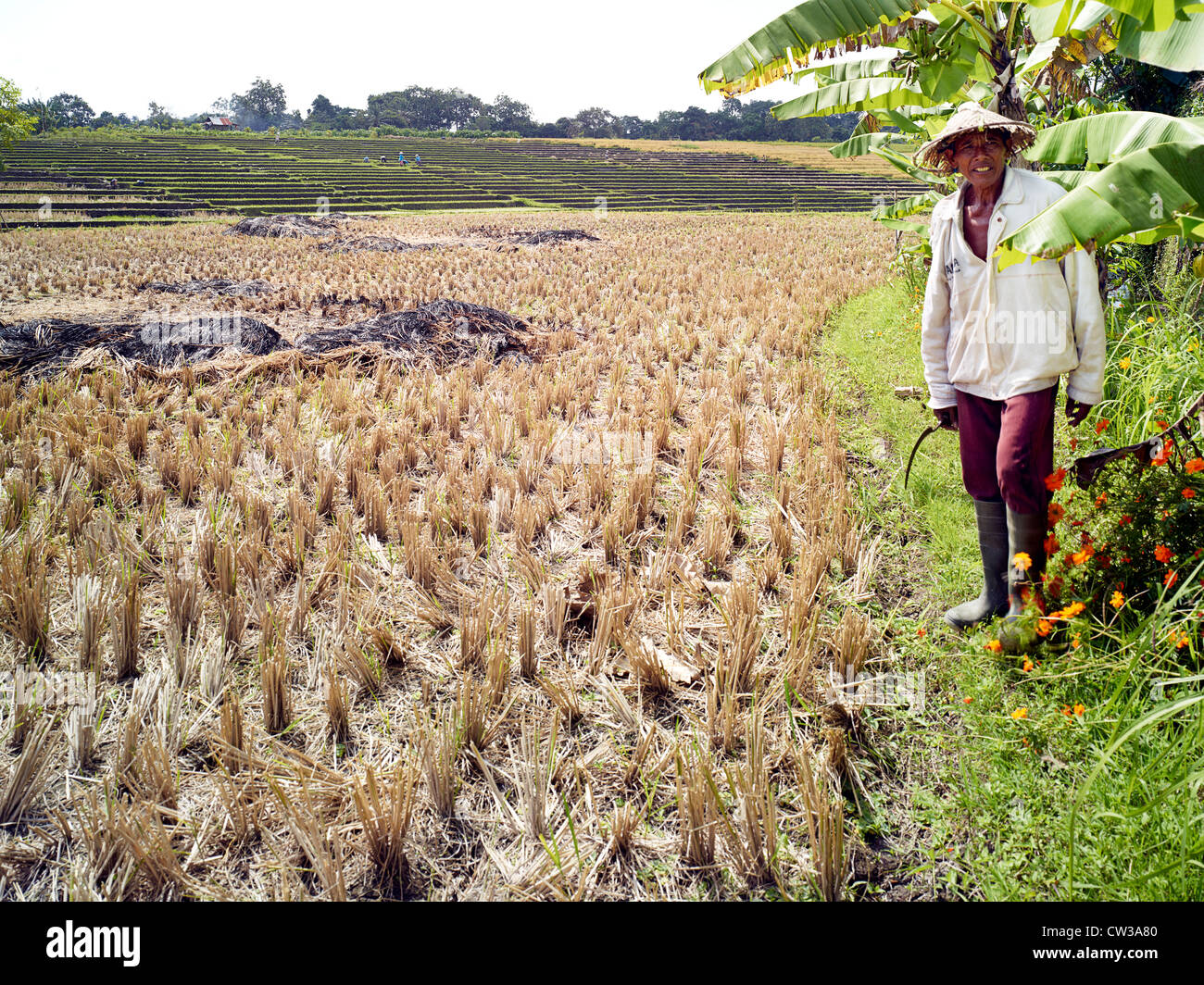 A farmer next to dried crops in the Subaks of Indonesia Stock Photo - Alamy
