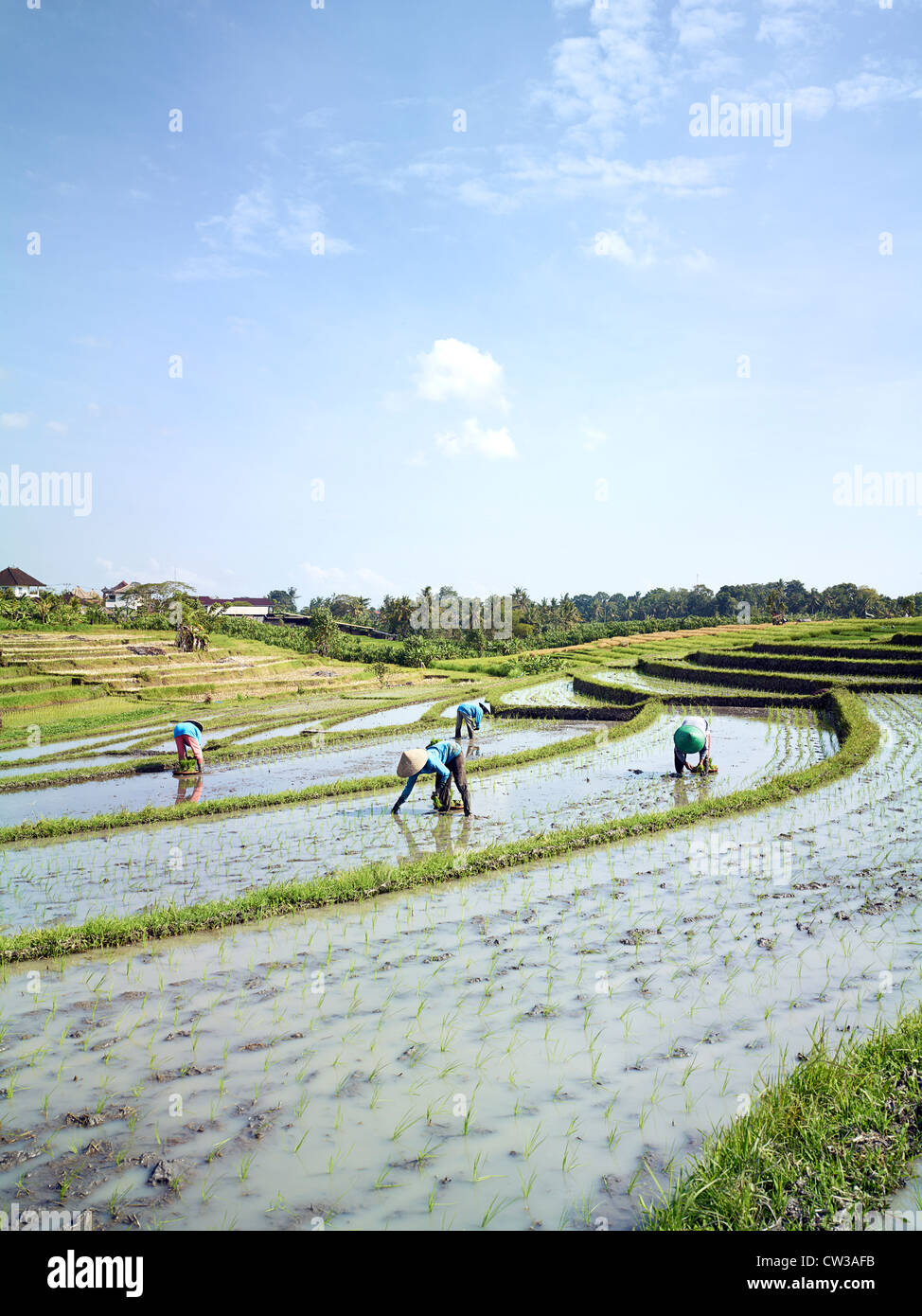 Farmers tending rice paddies in the Subaks of Indonesia Stock Photo - Alamy