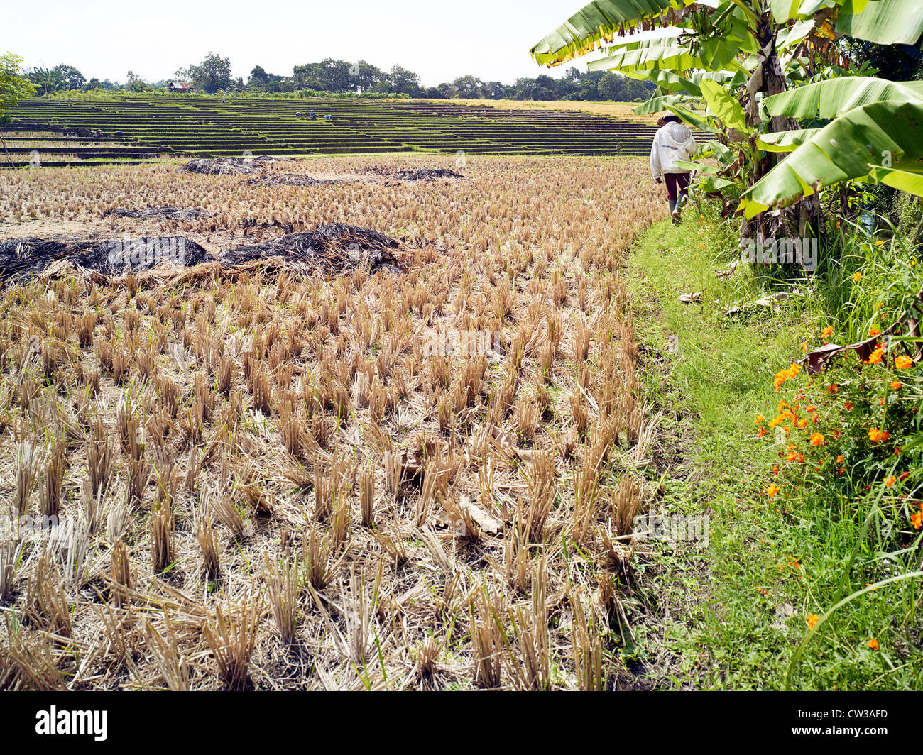 Dried crops farmer hi-res stock photography and images - Alamy