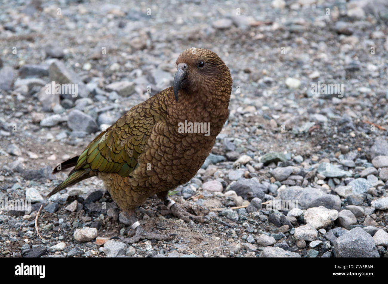 Keas are curious and very intelligent parrots living only in New ...