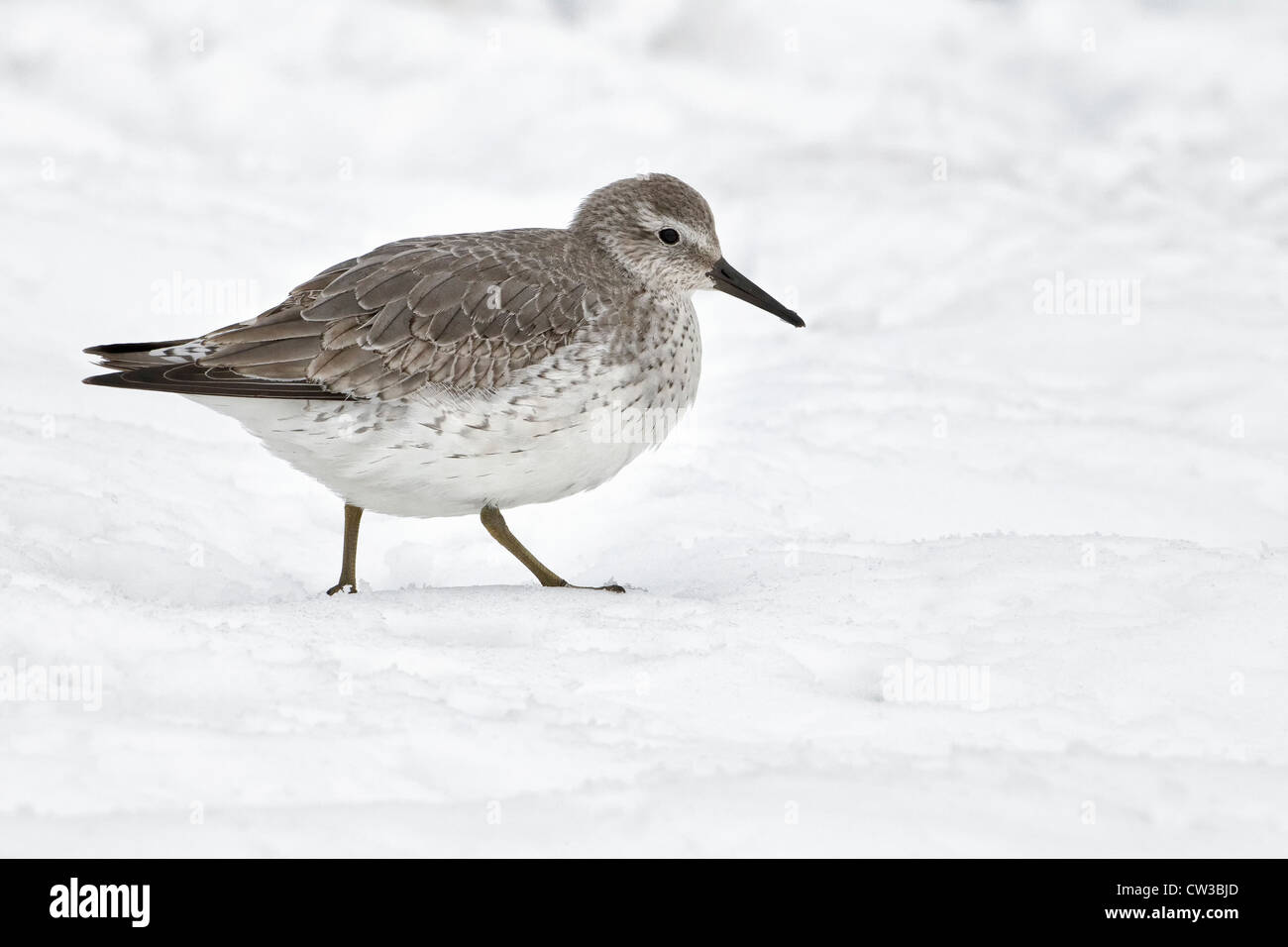 Species red knot hi-res stock photography and images - Alamy